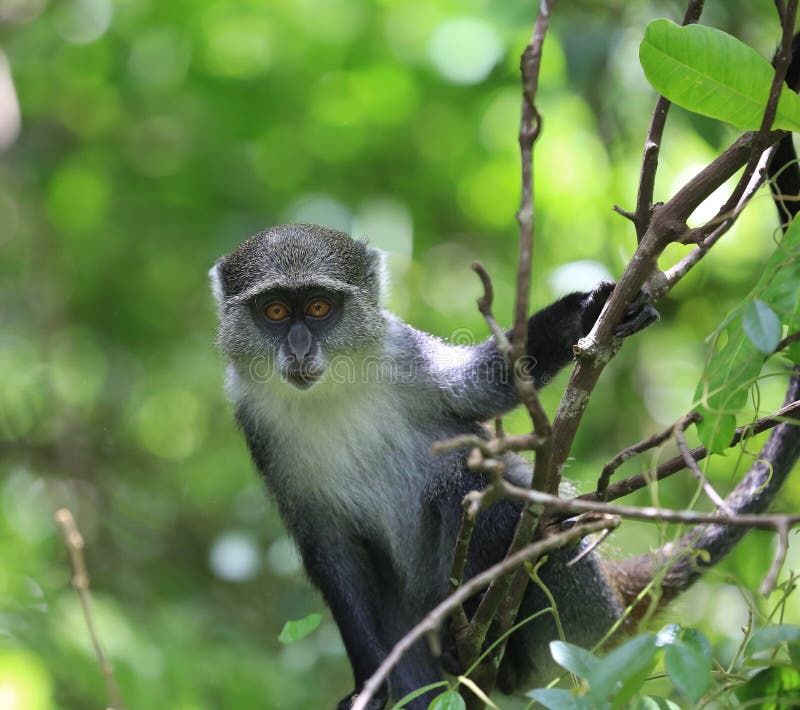 Macaco Na árvore Verde Na Floresta Imagem de Stock - Imagem de branco ...