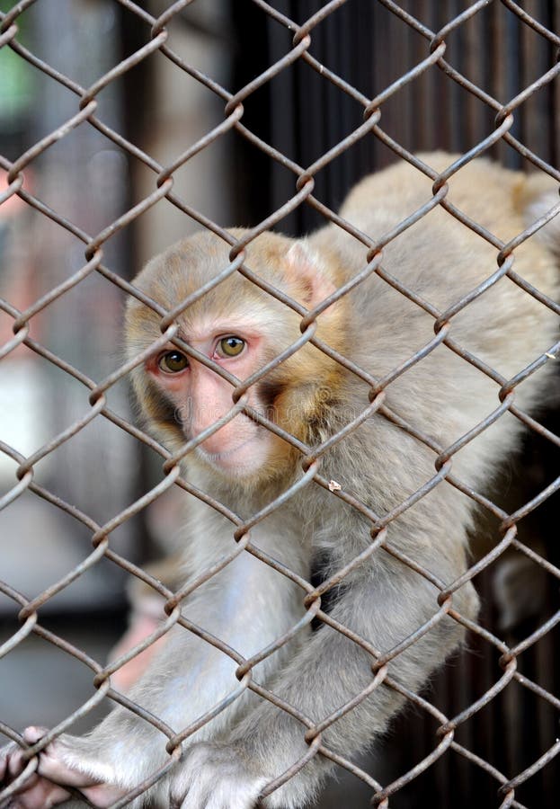 Macaco na gaiola imagem de stock. Imagem de naughty, doméstico - 14187795
