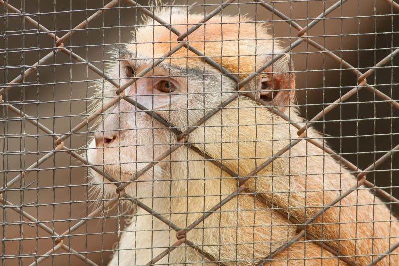 Macaco na gaiola foto de stock. Imagem de batedor, entalhe - 70134286