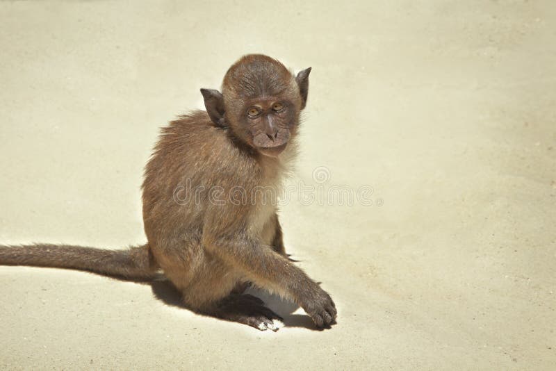 Macaco na praia imagem de stock. Imagem de animal, divertimento - 8914451