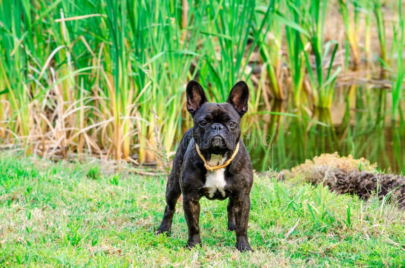 Macaco no selvagem foto de stock. Imagem de fofofo, pets - 40772856