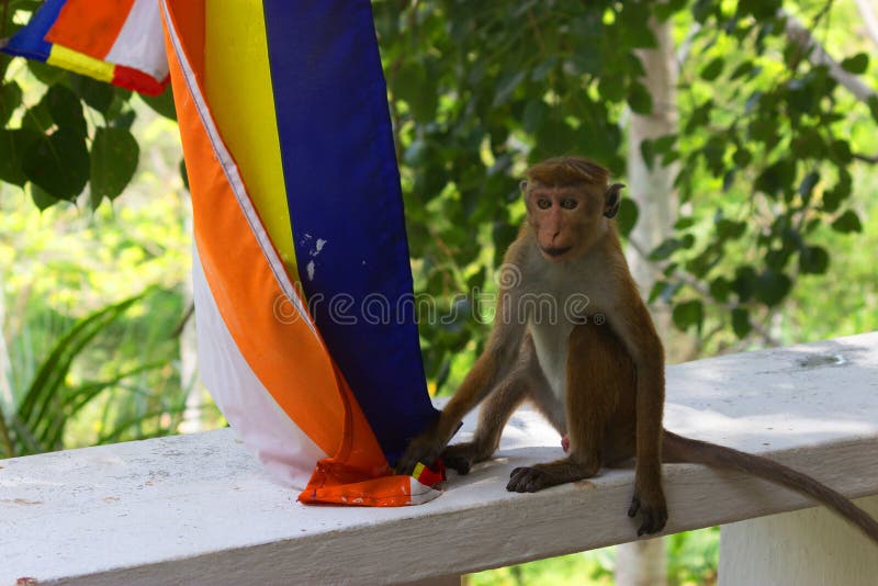 Macaco Novo Que Joga Com Bandeira Do Buddist Foto de Stock - Imagem de ...