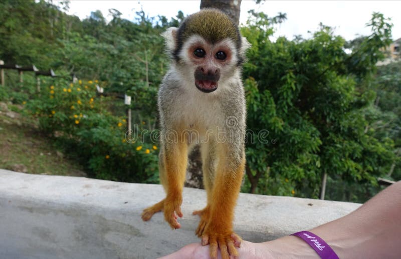 Macaco parece feliz foto de stock. Imagem de olhares - 164416996