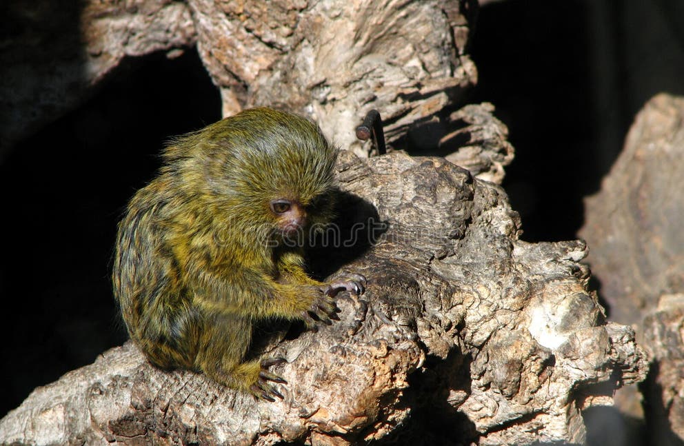 Macaco pequeno imagem de stock. Imagem de macaco, sagui - 10610327