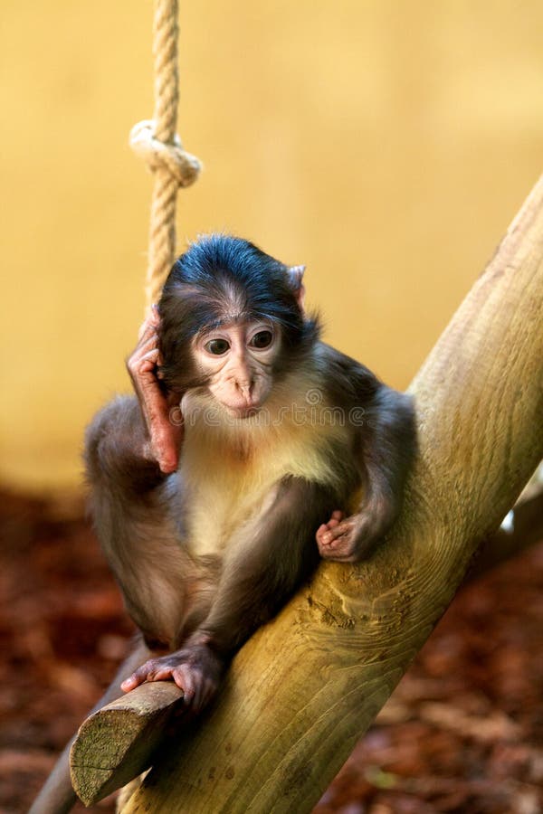 Macaco pequeno foto de stock. Imagem de animal, wildlife - 2906016