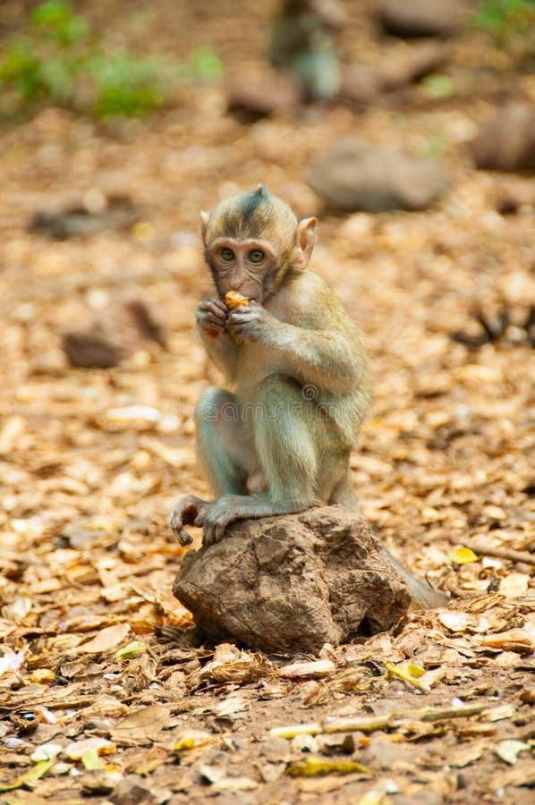 Macaco pequeno foto de stock. Imagem de floresta, vida - 46629818