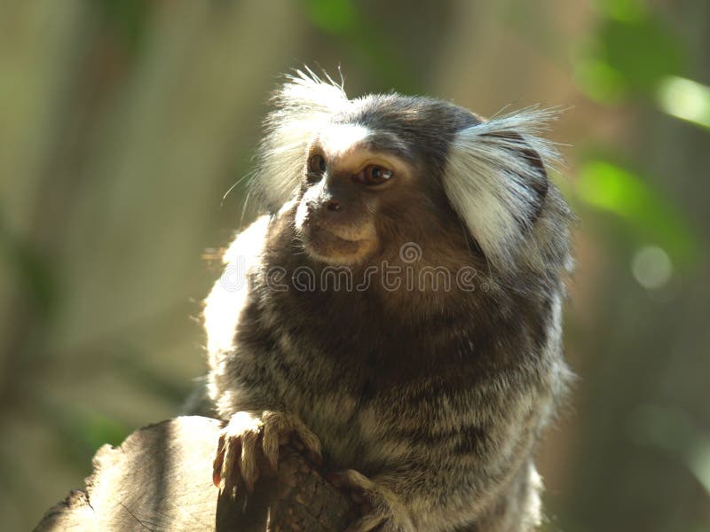 Macaco pequeno imagem de stock. Imagem de florestas, floresta - 5517089