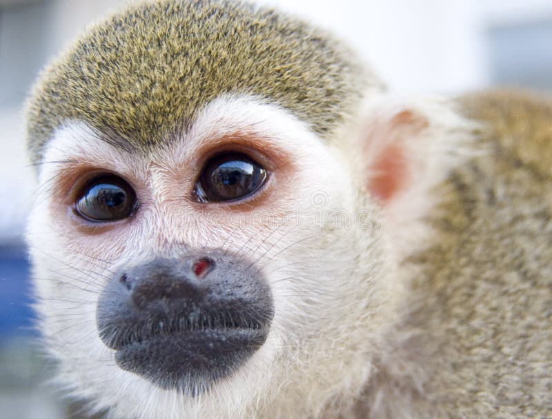 3,414 Fotos de Stock de Macaco Do Sagui - Fotos de Stock Gratuitas e ...