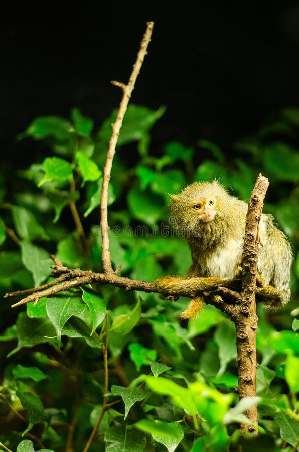 Macaco Pequeno Com Cauda Longa Imagem de Stock - Imagem de riga, pele ...