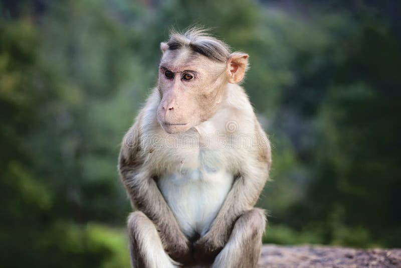 Macaco pequeno imagem de stock. Imagem de pele, tronco - 5517089