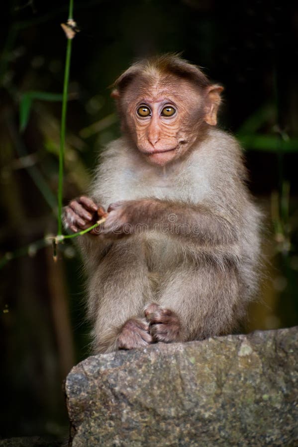 Macaco Pequeno Que Olha Ao Redor Na Floresta De Bambu Imagem de Stock ...