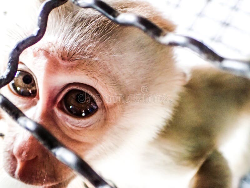 Macaco Prendido Com Vista Triste Imagem de Stock - Imagem de gaiola ...