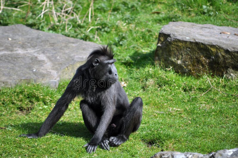 Macaco preto imagem de stock. Imagem de preto, deserto - 54932051