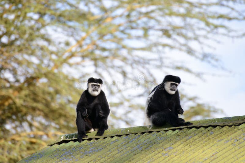 Macaco Preto Com Cara Branca Imagem de Stock - Imagem de wildlife ...