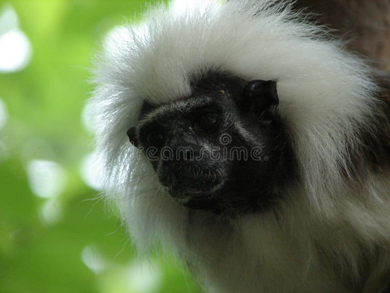 Macaco preto e branco foto de stock. Imagem de detalhe - 2076890