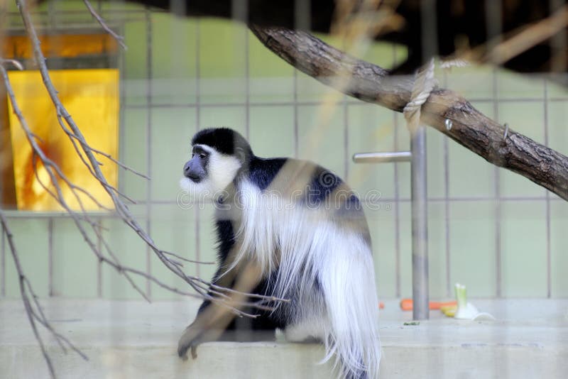 Macaco Preto E Branco Do Colobus Foto de Stock - Imagem de africano ...