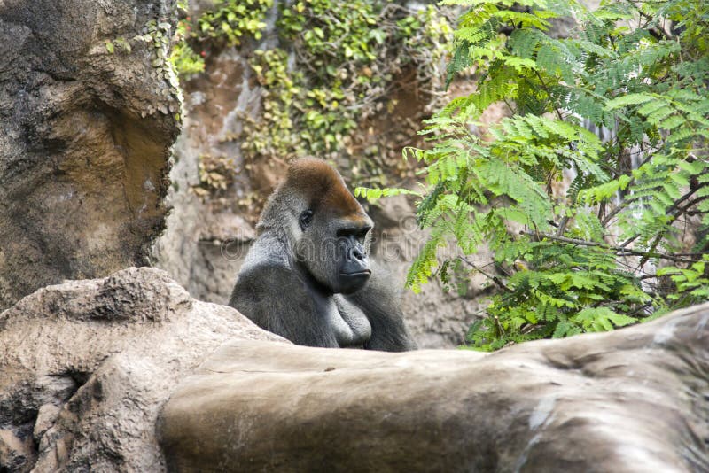 Macaco preto grande foto de stock. Imagem de vida, preto - 23801478
