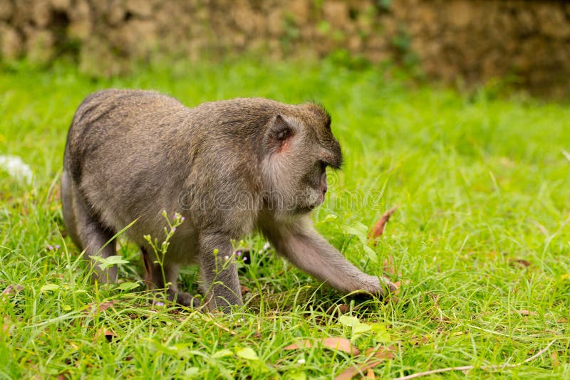 Macaco procurando comida imagem de stock. Imagem de wildlife - 177372167