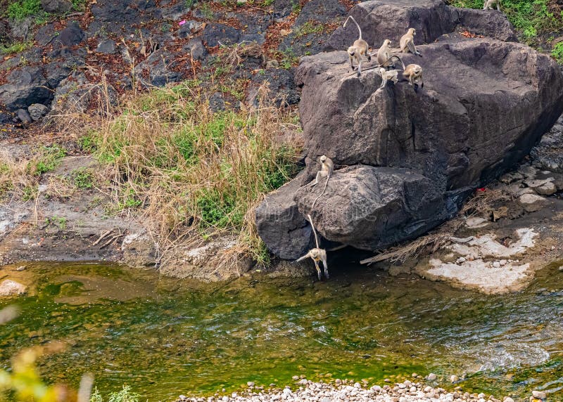 Macaco Pulando Sobre Um Rio Foto de Stock - Imagem de tropical ...