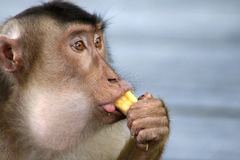 Macaco que come a banana imagem de stock. Imagem de fruta - 10665977