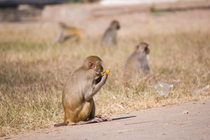 Macaco que come a fruta imagem de stock. Imagem de infante - 50326985