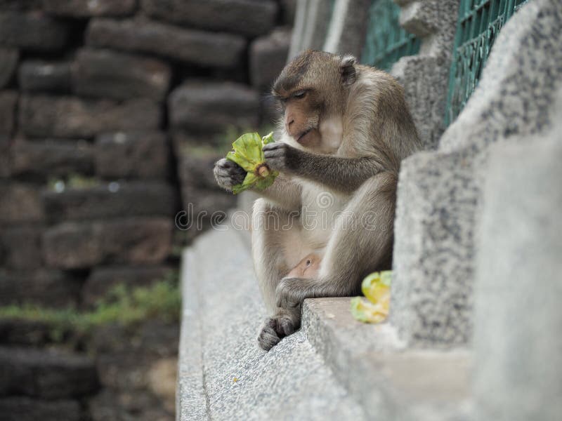 Macaco De Macaque Que Come O Alimento Imagem de Stock - Imagem de come ...