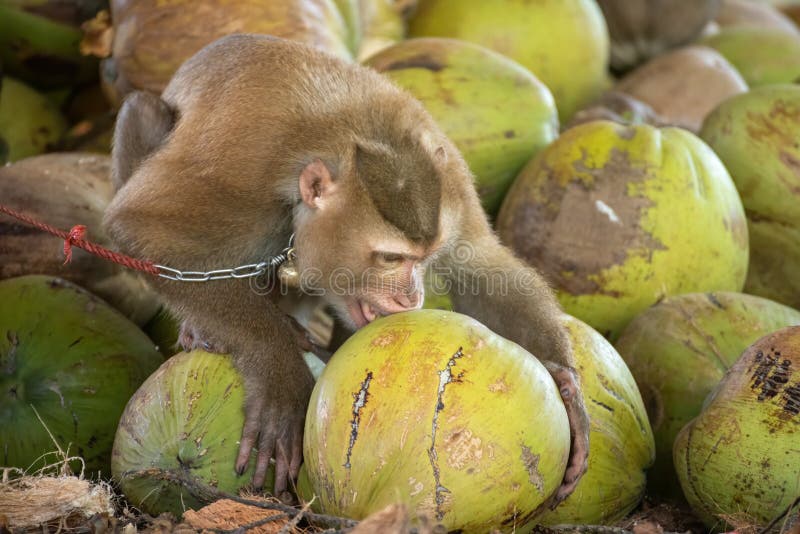 Macaco Que Estaba Atado a Trabajar Con Un Coco Foto de archivo - Imagen ...