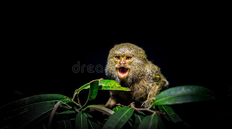 Macaco gritando foto de stock. Imagem de irritado, gritar - 72266298