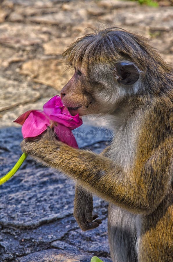 Macaco que guarda uma flor foto de stock. Imagem de turista - 88916002