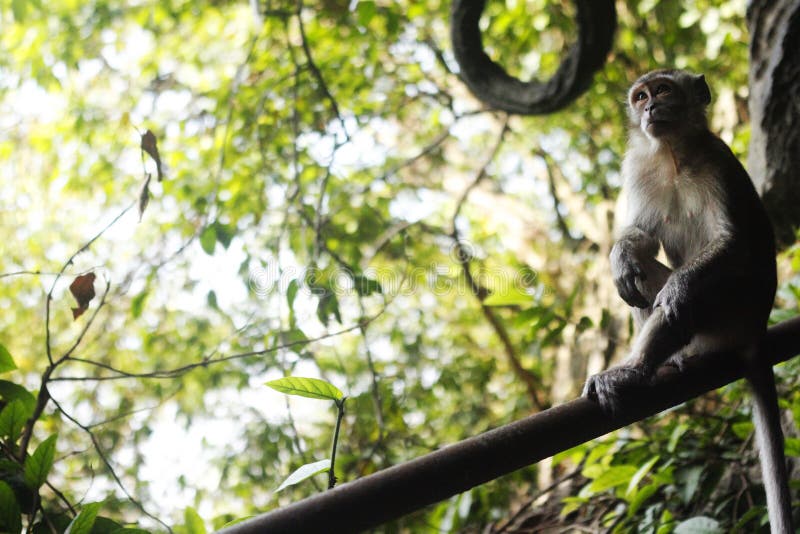 Macaco Na Pose De Pensamento Foto de Stock - Imagem de contemplar ...