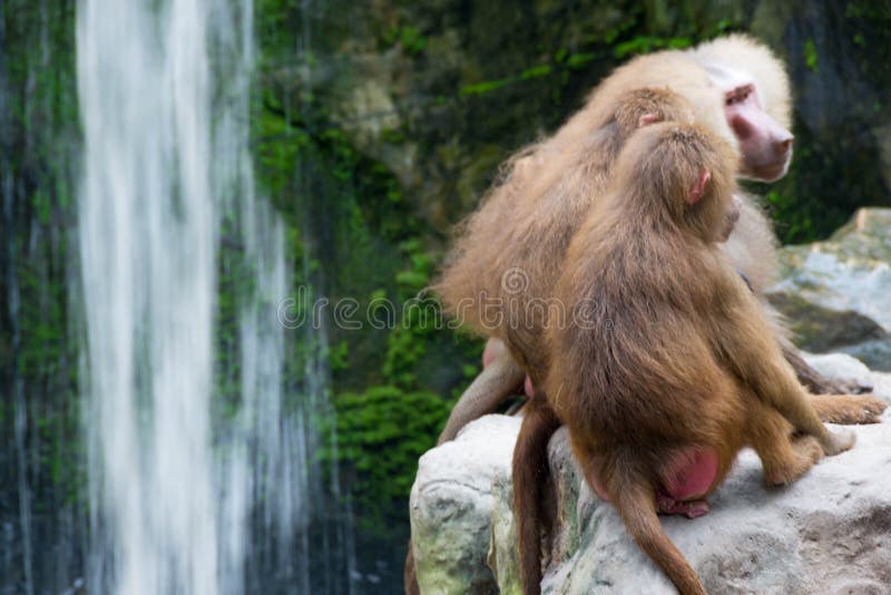 Macaco Que Senta De Lado a Lado a Vista Em Algum Lugar Foto de Stock ...