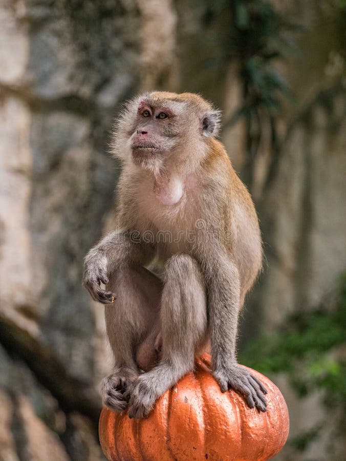 Macaco Que Senta-se Em Uma Pedra Em Cavernas De Batu Foto de Stock ...