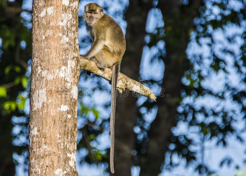 Macaco-rabo-longo Na Selva De Borneo Foto de Stock - Imagem de selvagem ...