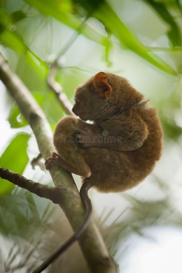 Macaco raro de Tarsier imagem de stock. Imagem de macaco - 22729339