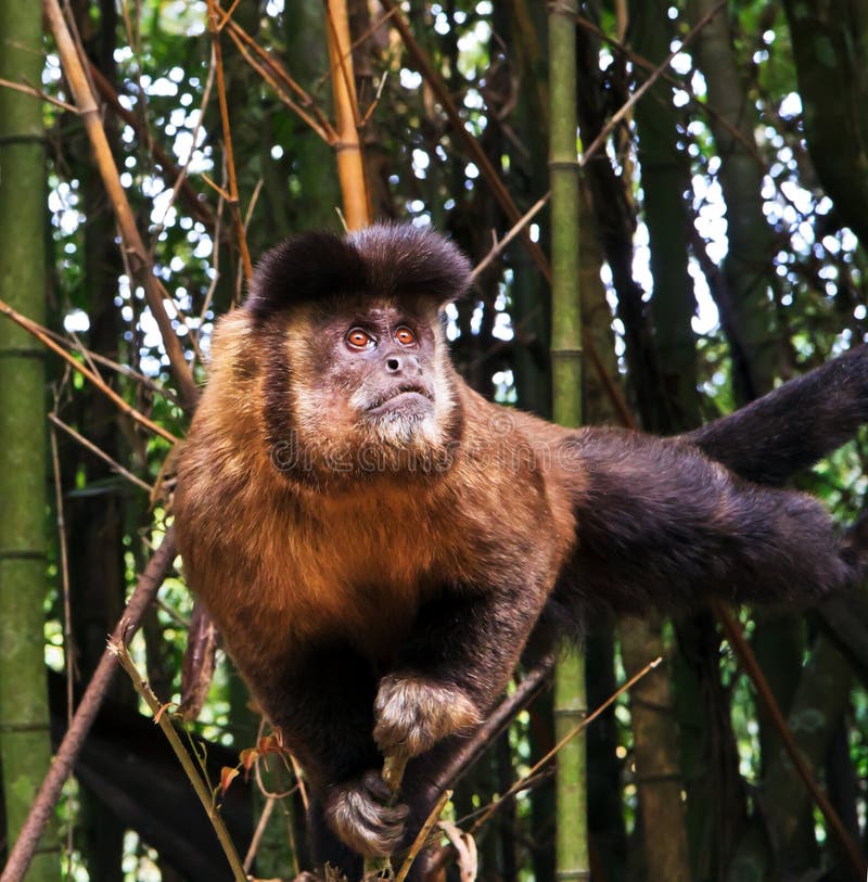 Macaco Robusto Do Capuchin - Sapajus Apella Foto de Stock - Imagem de ...