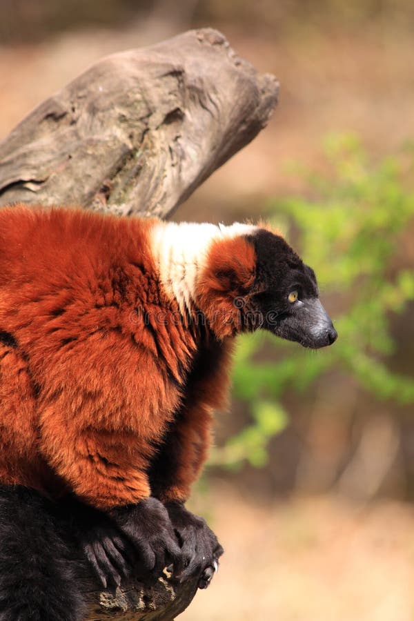 Macaco Ruffed Vermelho Do Lêmure Foto de Stock - Imagem de macaco ...