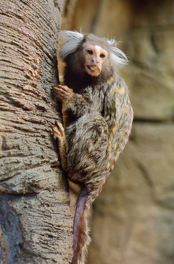 Macaco Pequeno Com Nariz Branco Foto de Stock - Imagem de macaco ...