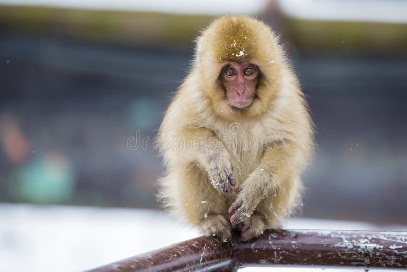 Macaco Selvagem Da Neve Do Bebê Na Cerca Imagem de Stock - Imagem de ...