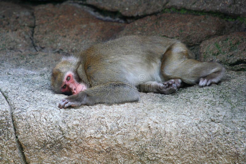 Macaco triste foto de stock. Imagem de sombra, animal - 2601994