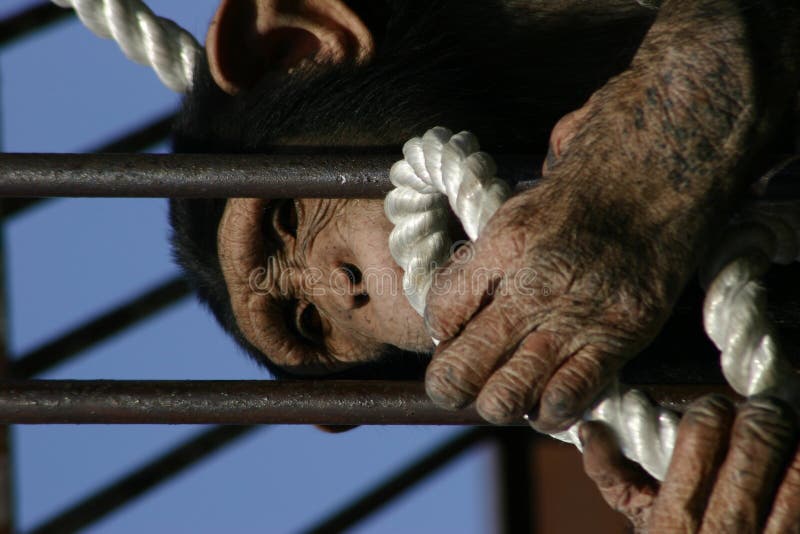 Macaco Triste Atrás Das Barras Foto de Stock - Imagem de prisioneiro ...