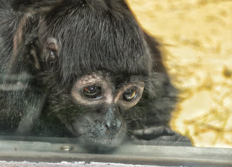 Macaco sem escrúpulos imagem de stock. Imagem de cara - 52752817