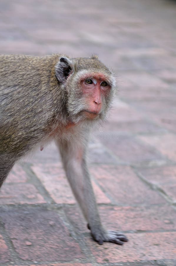 Macaco velho imagem de stock. Imagem de naturalizado - 26719799