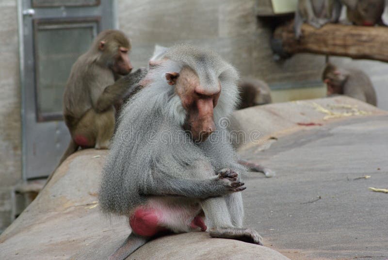 Macaco velho imagem de stock. Imagem de cinzento, animal - 6185201