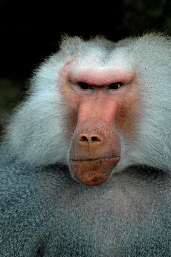 Macaco velho mal-humorado foto de stock. Imagem de munique - 2526482