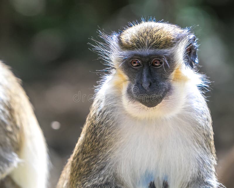 Macaco verde de Barbados imagem de stock. Imagem de macaco - 29347415