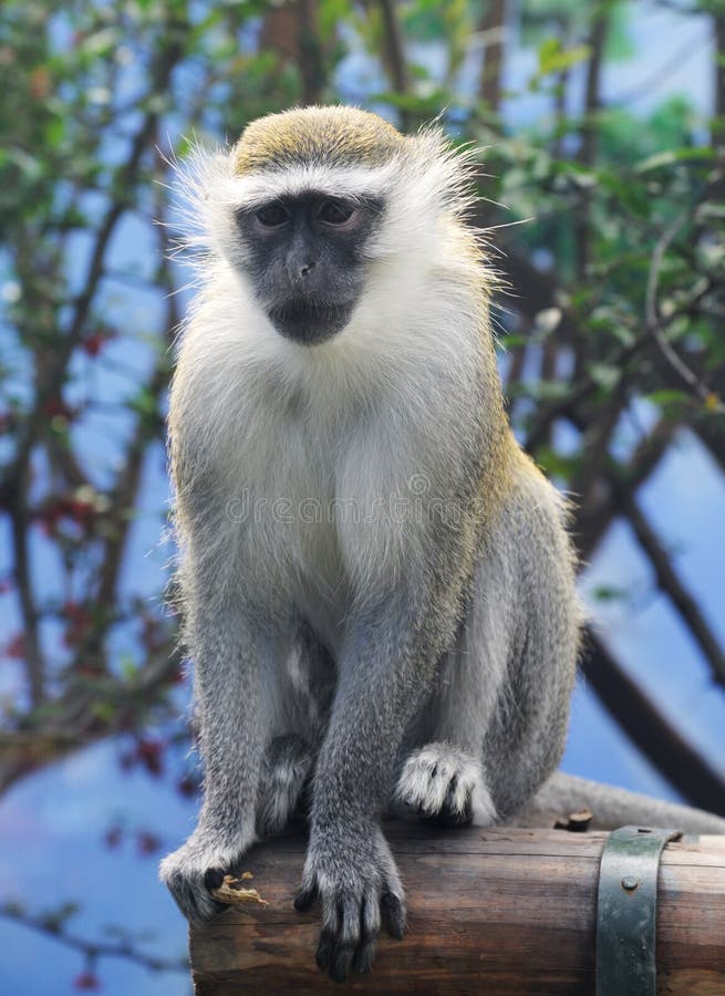 Macaco verde imagem de stock. Imagem de pequeno, olhar - 19155333