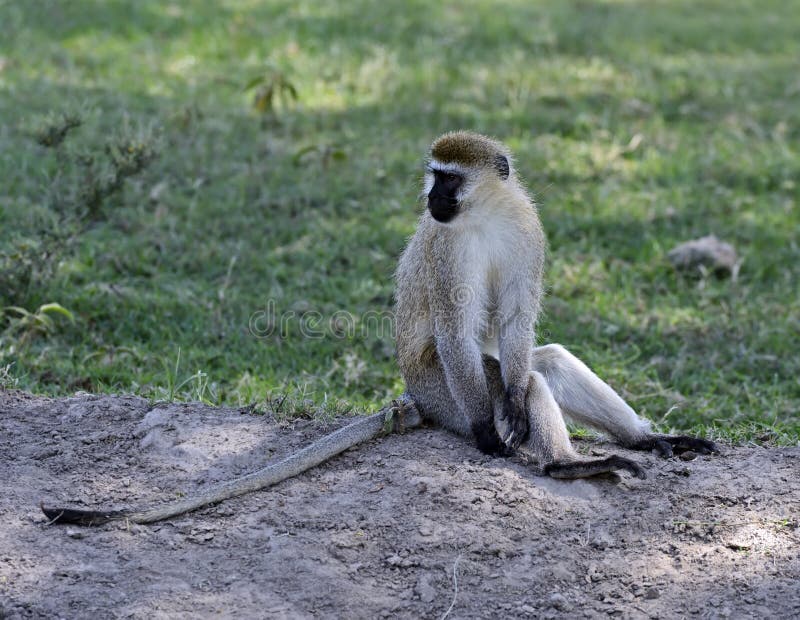 Aethiops De Chlorocebus Do Macaco Verde, Parque Nacional De Chobe ...