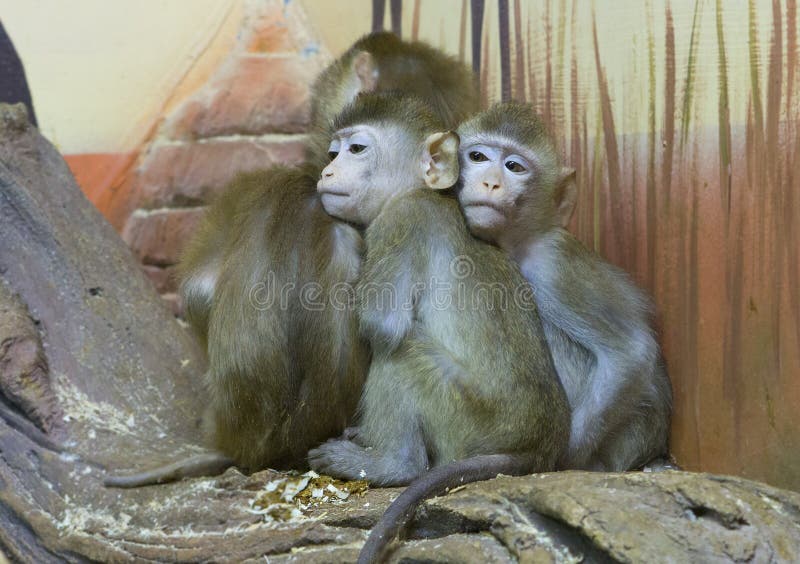 Macaco Verde & X28; Baby& X29; Foto de Stock - Imagem de pele, verde ...