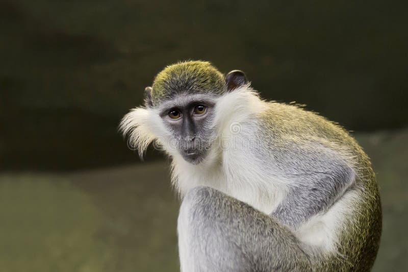 Macaco Verde & X28; Baby& X29; Foto de Stock - Imagem de pele, verde ...