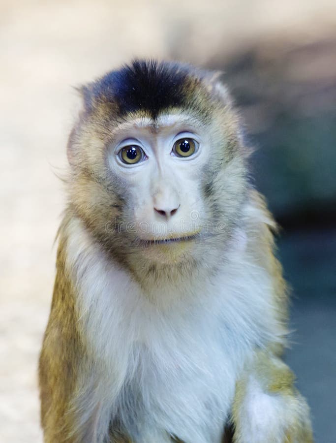 Macaco Verde & X28; Baby& X29; Foto de Stock - Imagem de pele, verde ...